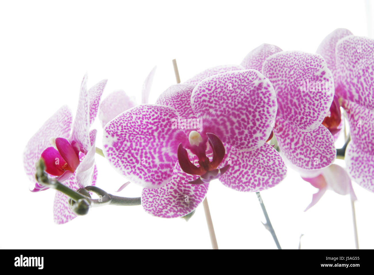 environment enviroment flower plant bloom blossom flourish flourishing ...