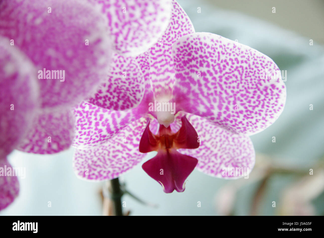 environment enviroment flower plant bloom blossom flourish flourishing ...