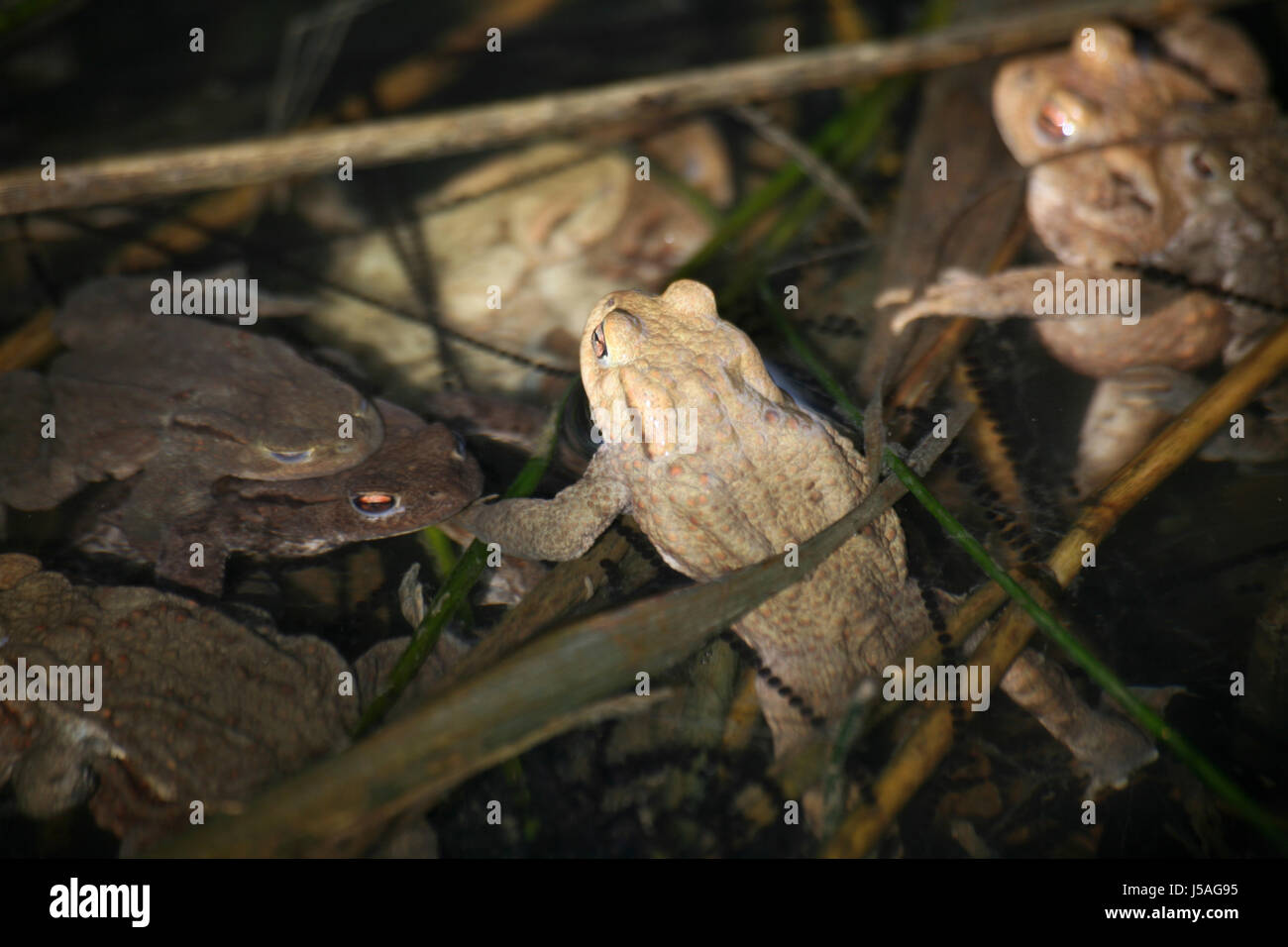 amphibian frog toads fresh water pond water toad frogs spawn ...