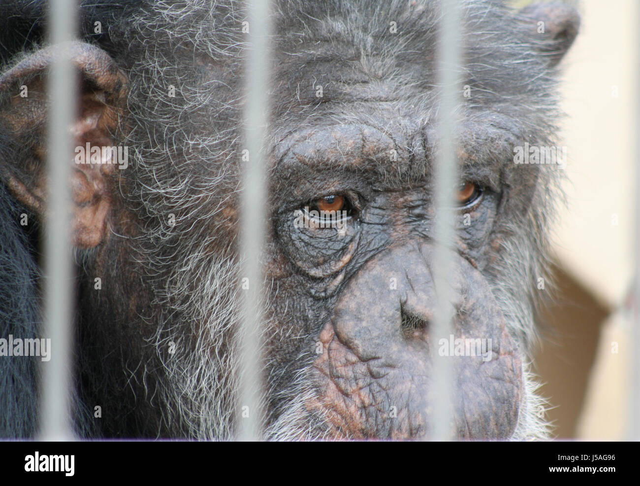 sad monkey look glancing see view looking peeking looking at dejected ...