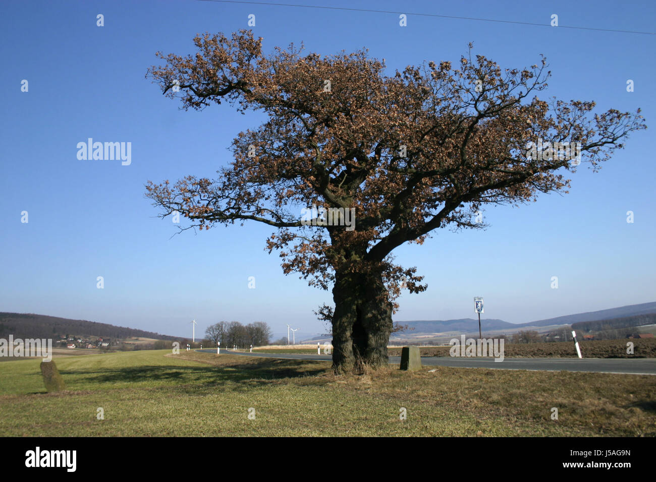 big large enormous extreme powerful imposing immense relevant tree ...