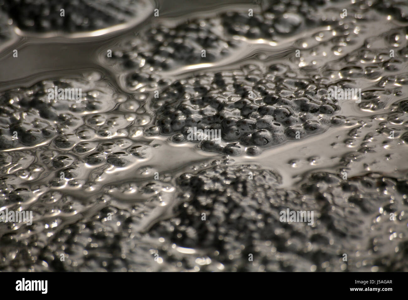 fresh water pond water slippery eggs spawn froschlaich krtenlaich ...