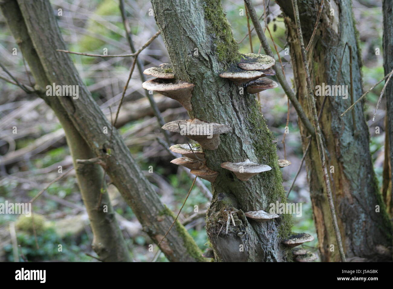 decay wildlife mushroom fungus moldiness water nature willow baumpilze ...
