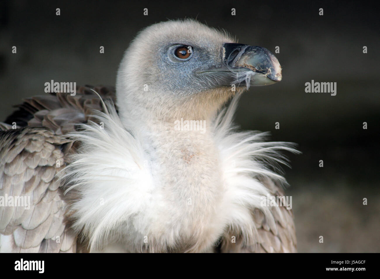 eyes birds of prey raptor hunt feathering falconer falconry hunting ...