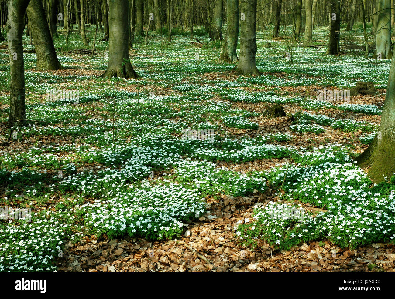 shine shines bright lucent light serene luminous tree trees green ...