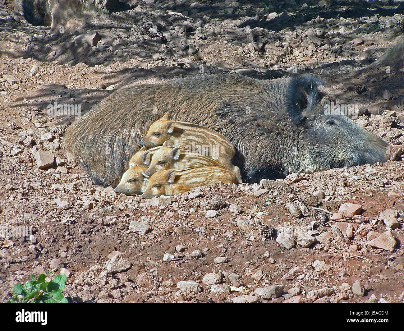 Bache hi-res stock photography and images - Alamy