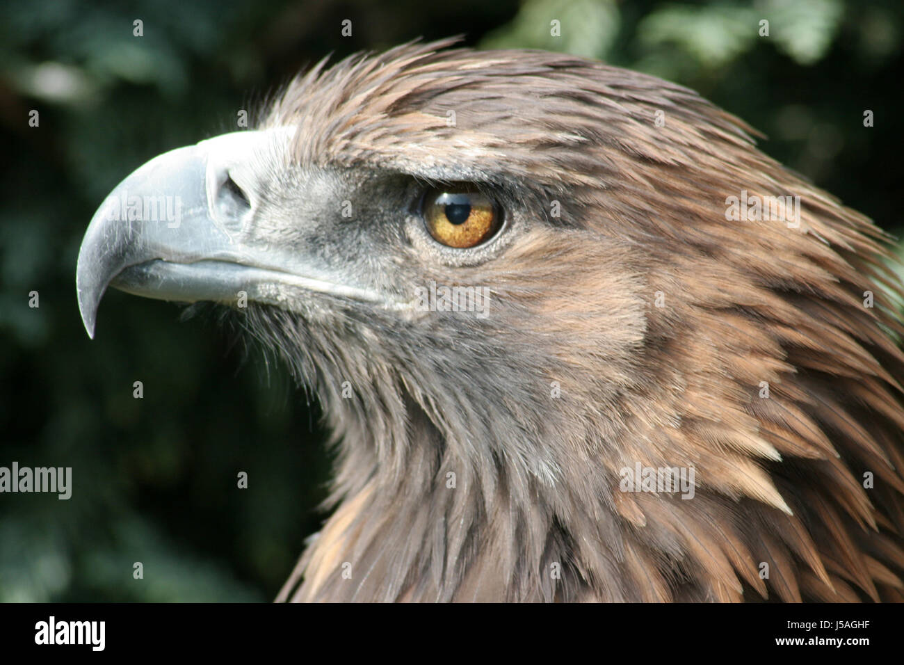 bird birds eyes raptor birds of prey look glancing see view looking ...