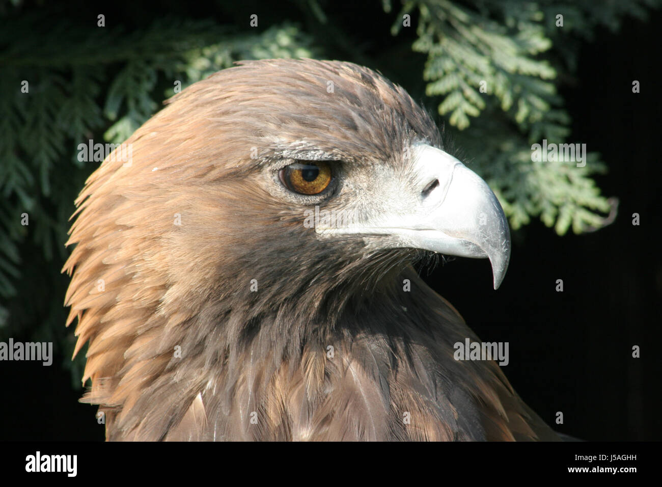 bird birds eyes raptor birds of prey look glancing see view looking ...