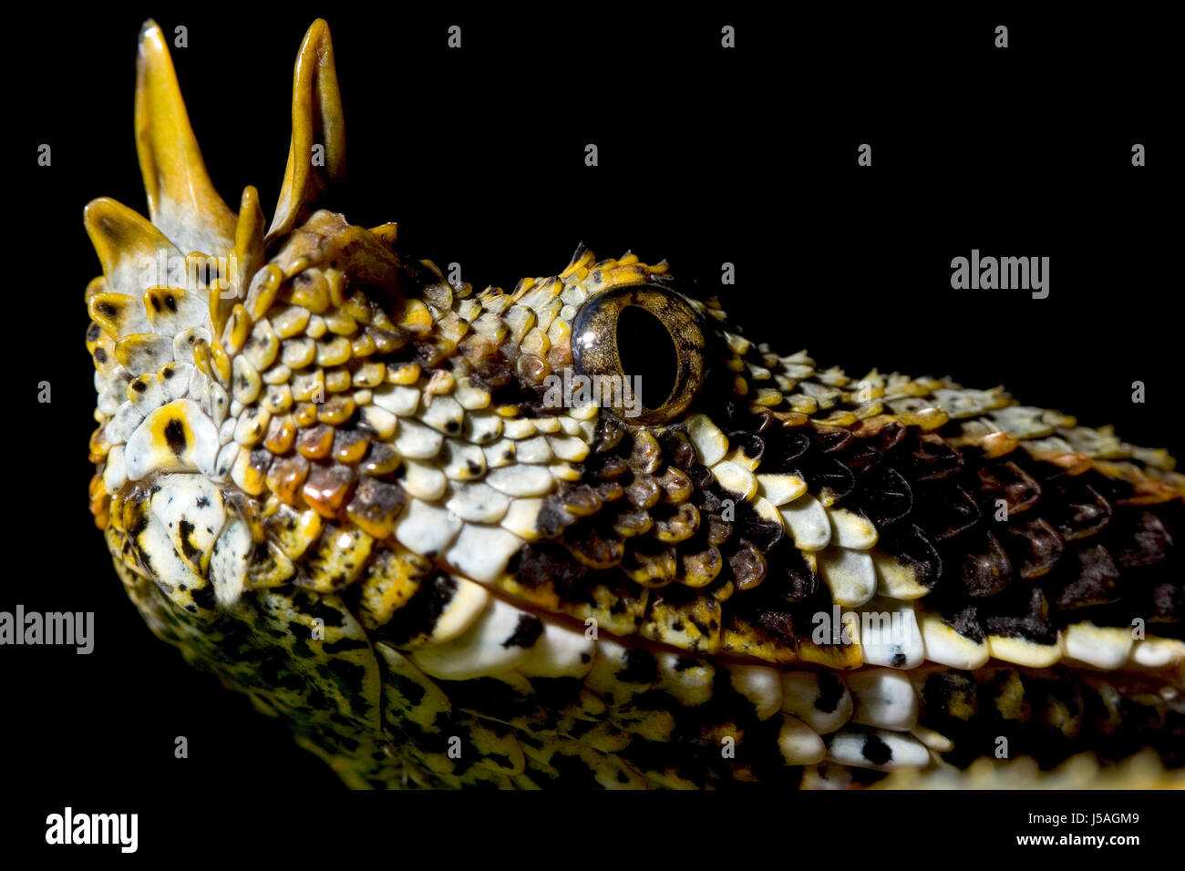 bitis nasicornis - rhinoceros viper 4 Stock Photo - Alamy