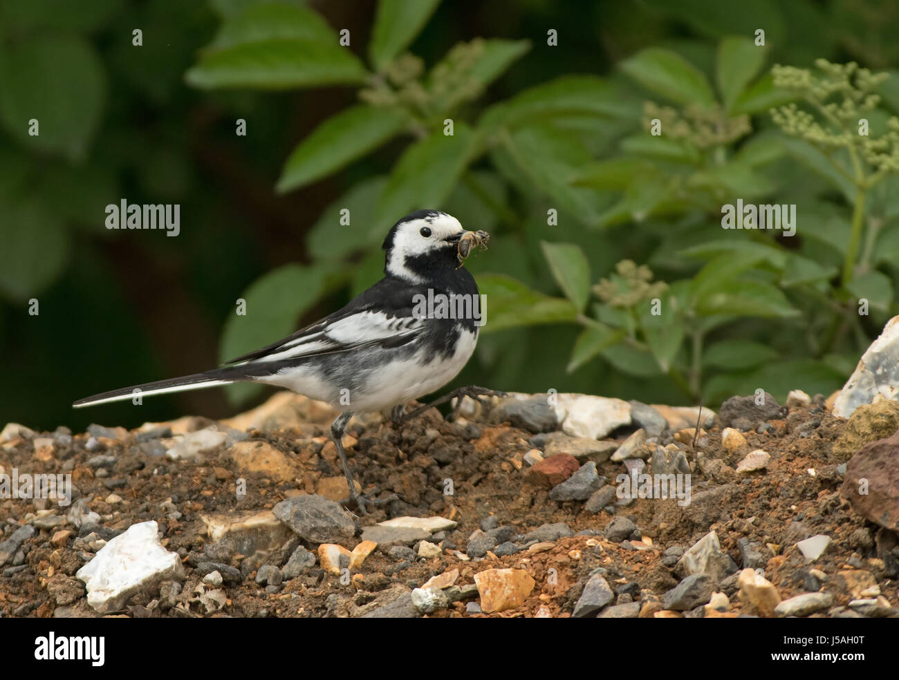 Pied Wagtail -Motacilla alba adult male summer plumage with insects in ...