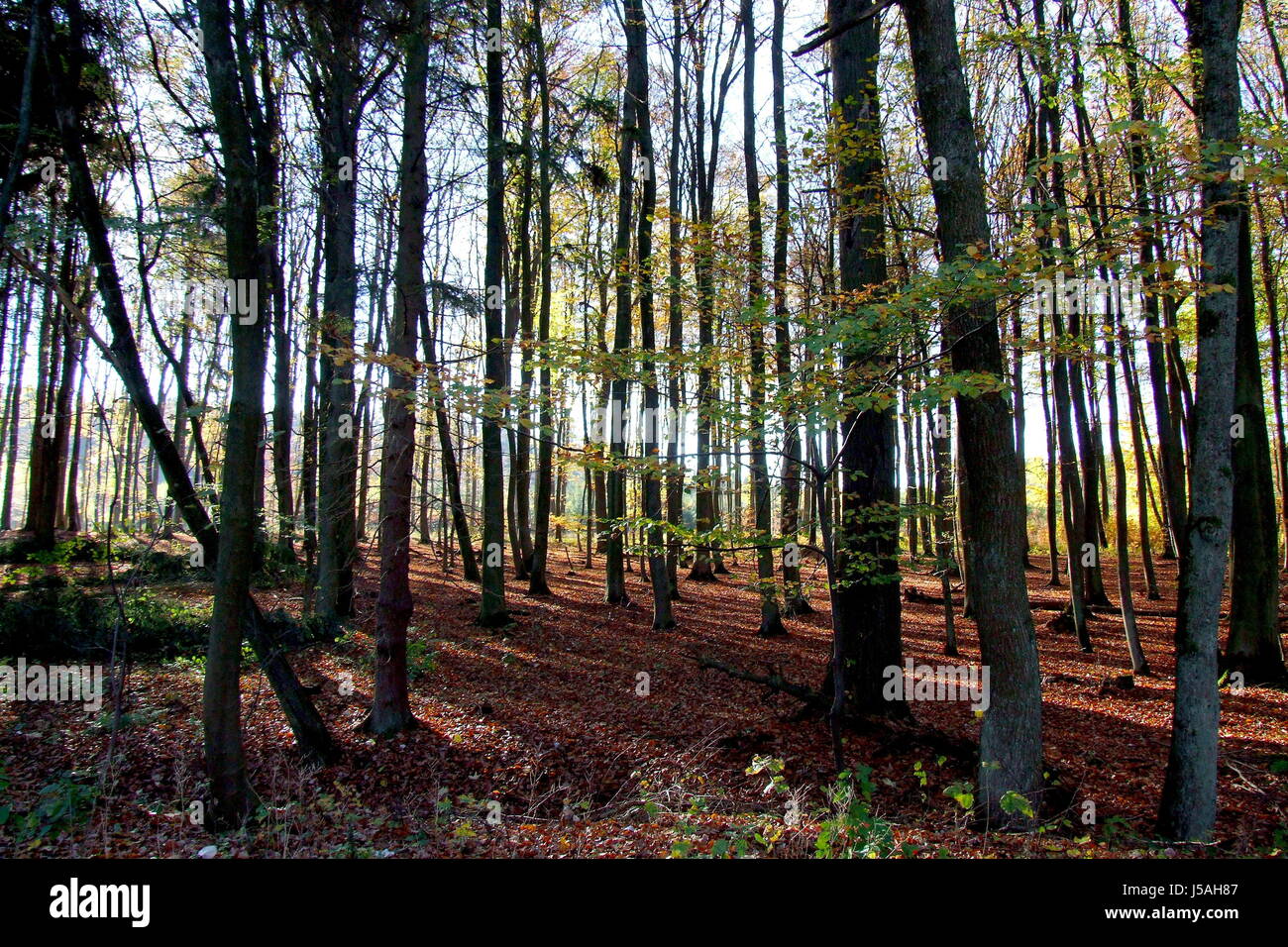 book tree trees leaves deciduous tree deciduous trees deciduous forest ...