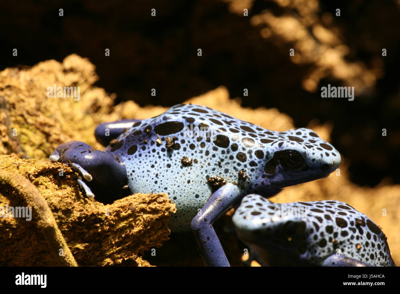 Frog planet hi-res stock photography and images - Alamy