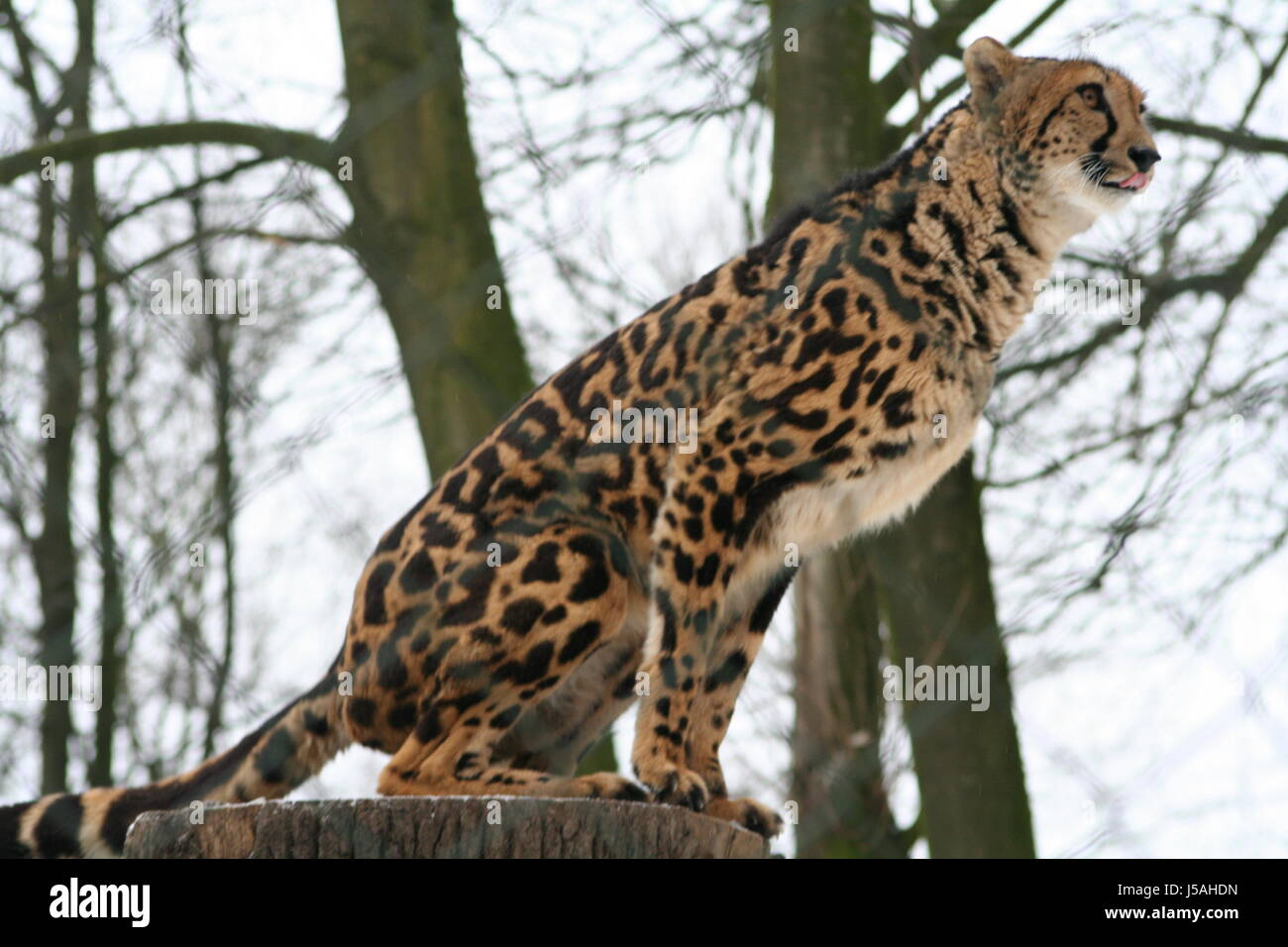 tree animal tongue big cat feline predator eyes skin branches branch ...