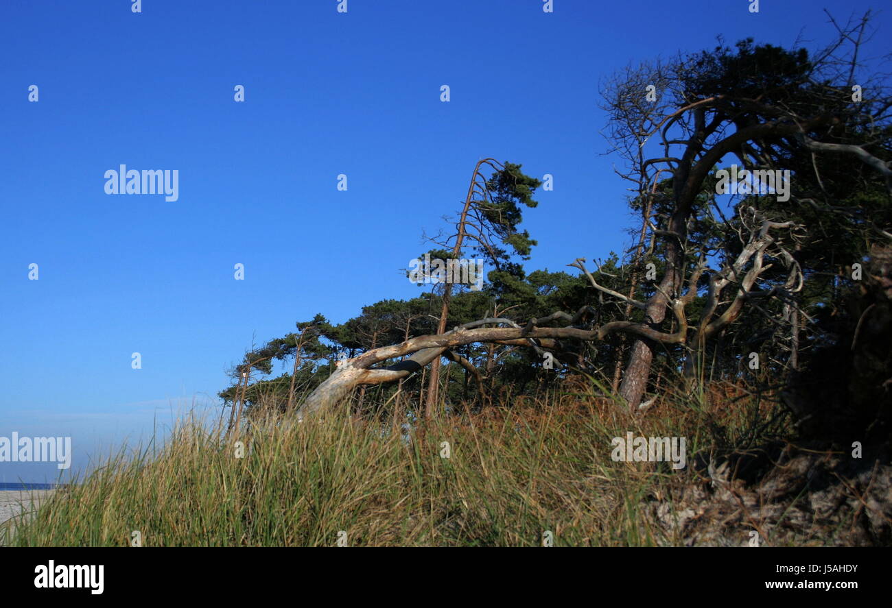 blue tree trees conservation of nature beach seaside the beach seashore ...
