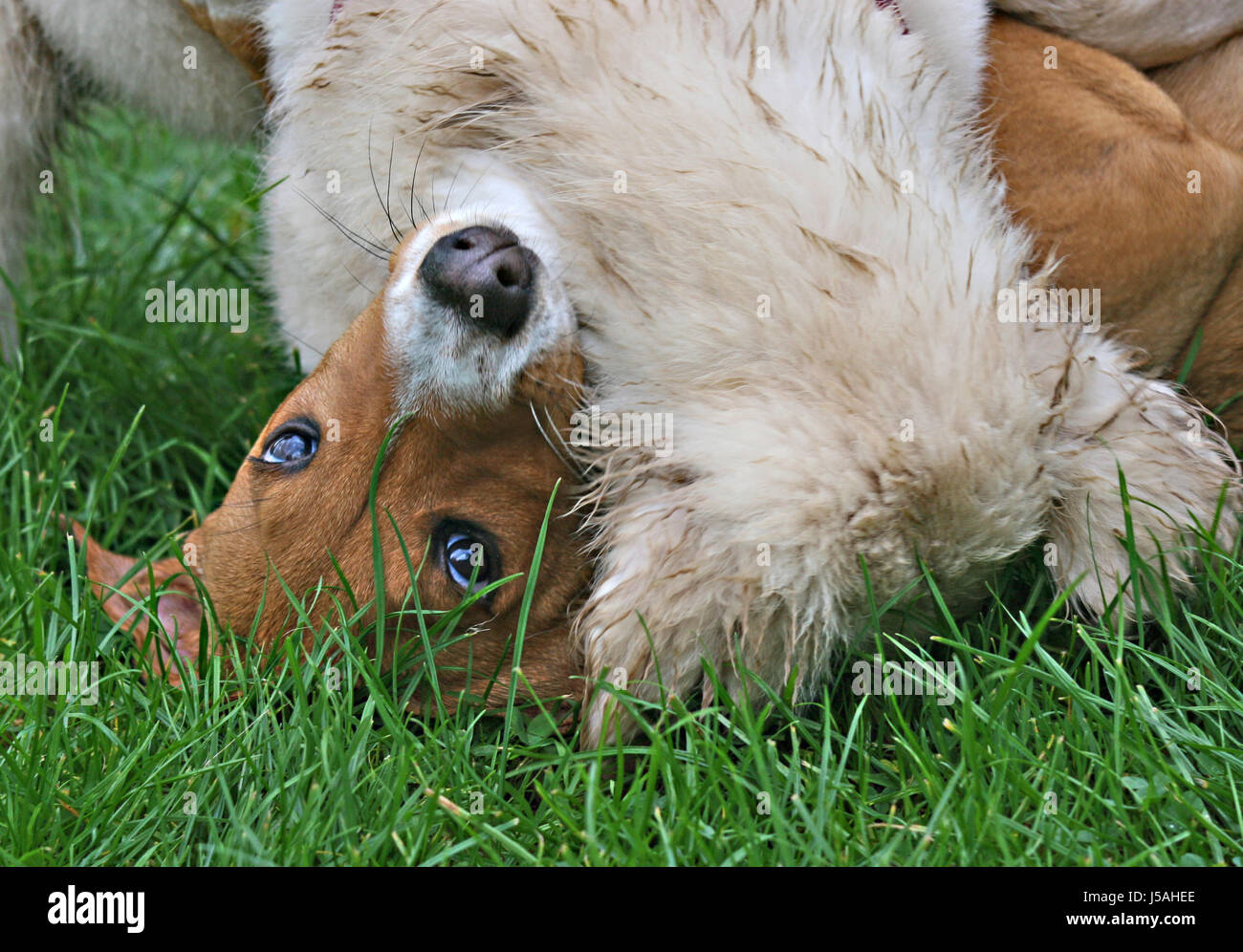 game tournament play playing plays played dog puppy hound young younger ...