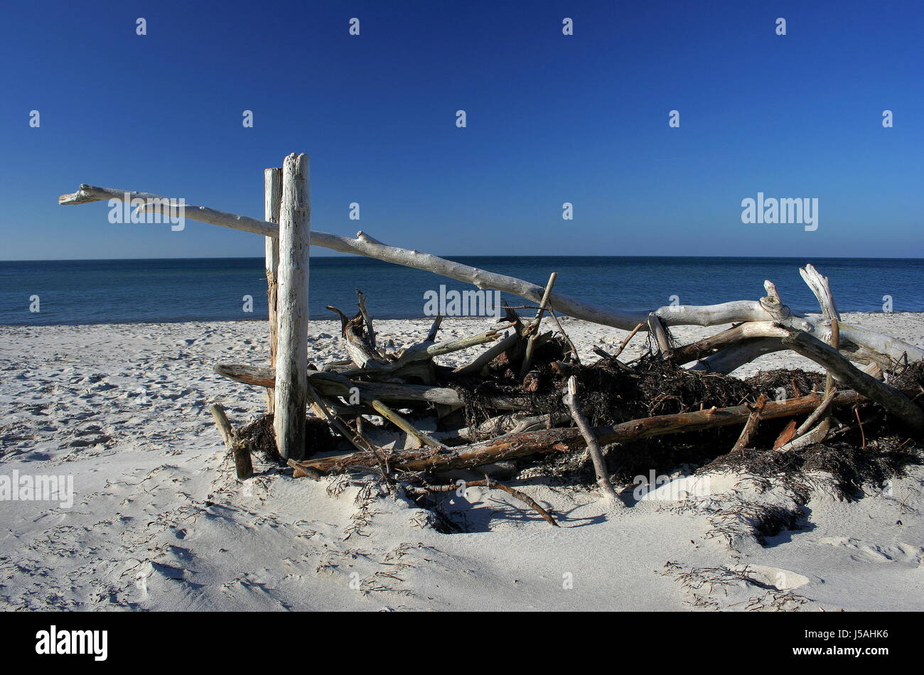 blue tree trees conservation of nature beach seaside the beach seashore ...