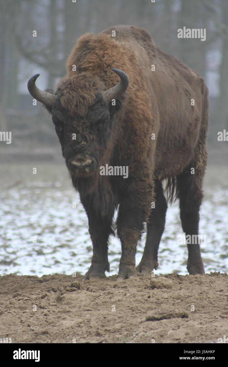 Important imposing hi-res stock photography and images - Alamy