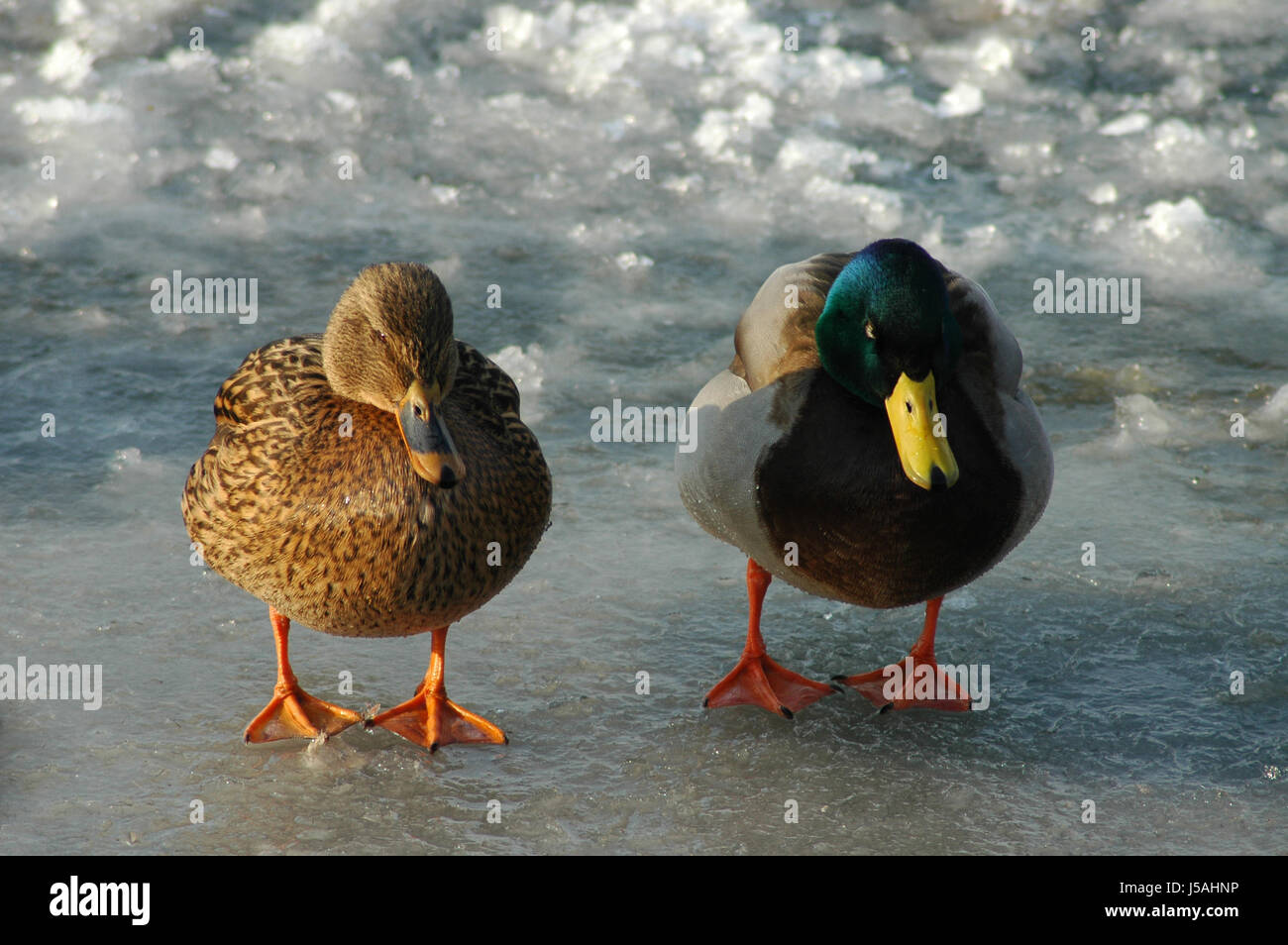 fodder winter bird birds ice observation ducks fresh water lake inland ...
