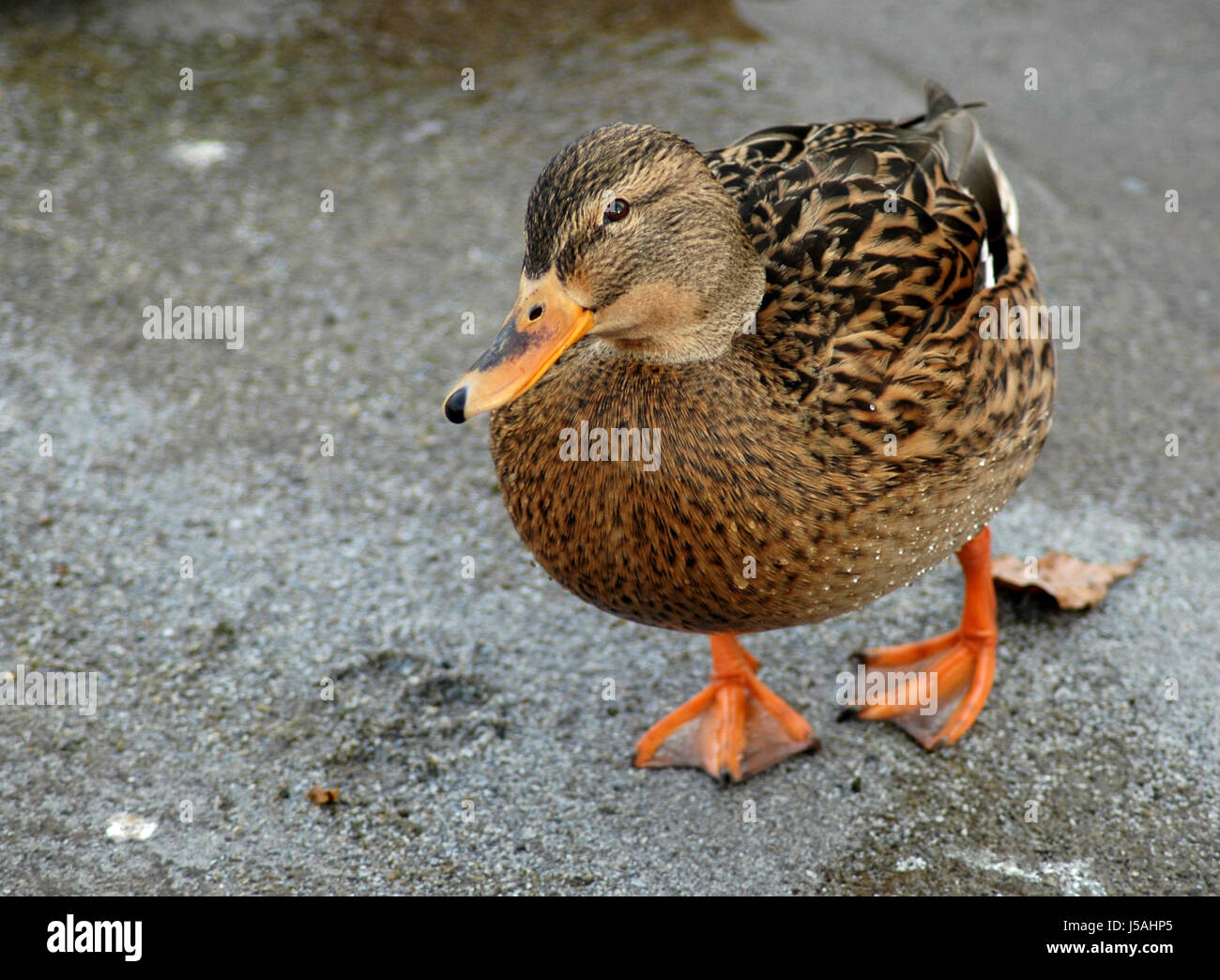 switzerland ducks duck waterfowls waterfowl drake zurich switzerland ...
