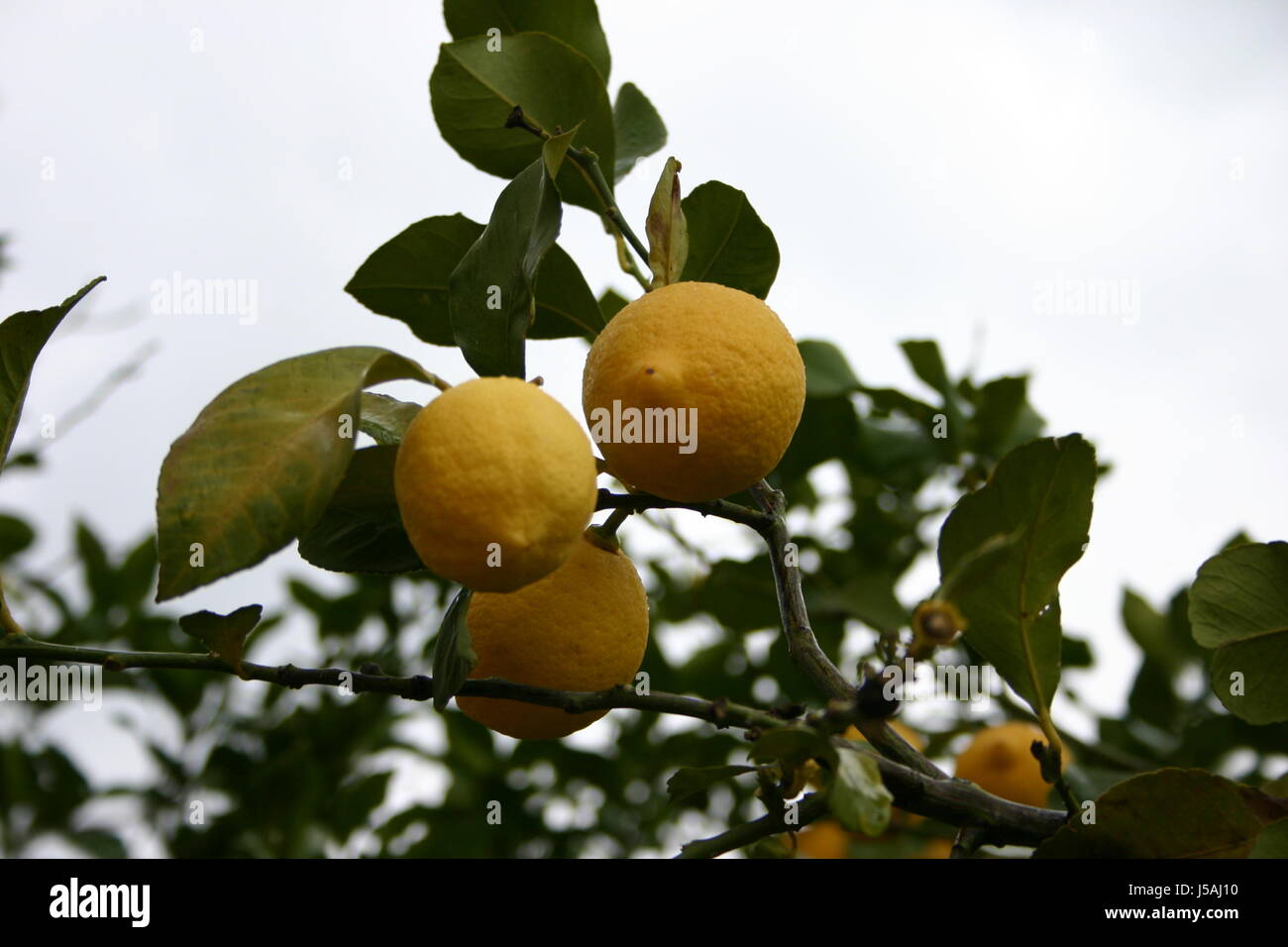 beautiful beauteously nice green fruit sour lemons citric citron tree ...