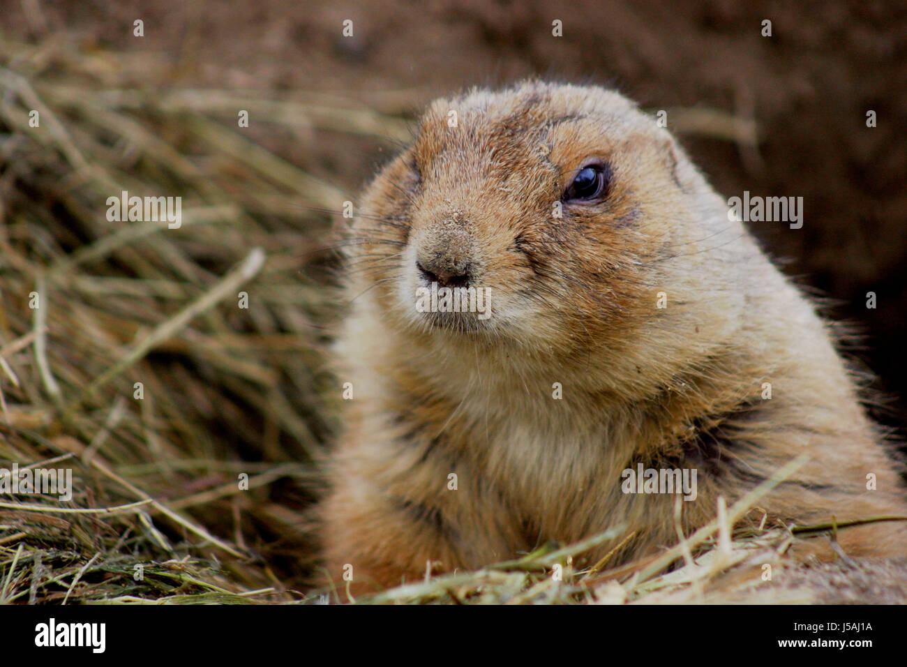 animal mammal cave eye organ entrance zoo rodent sense look glancing ...