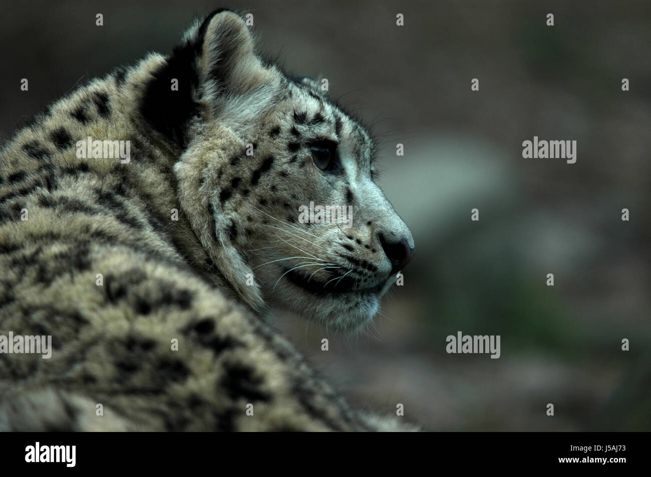 animal wild portrait big cat feline predator young animal cat leopard ...