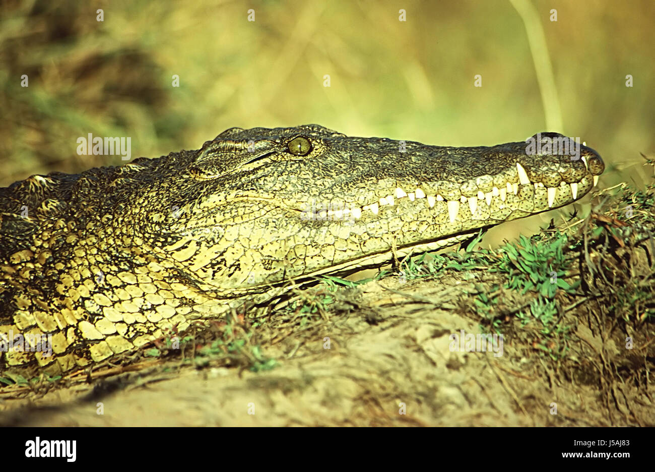 krododil the okavango Stock Photo - Alamy