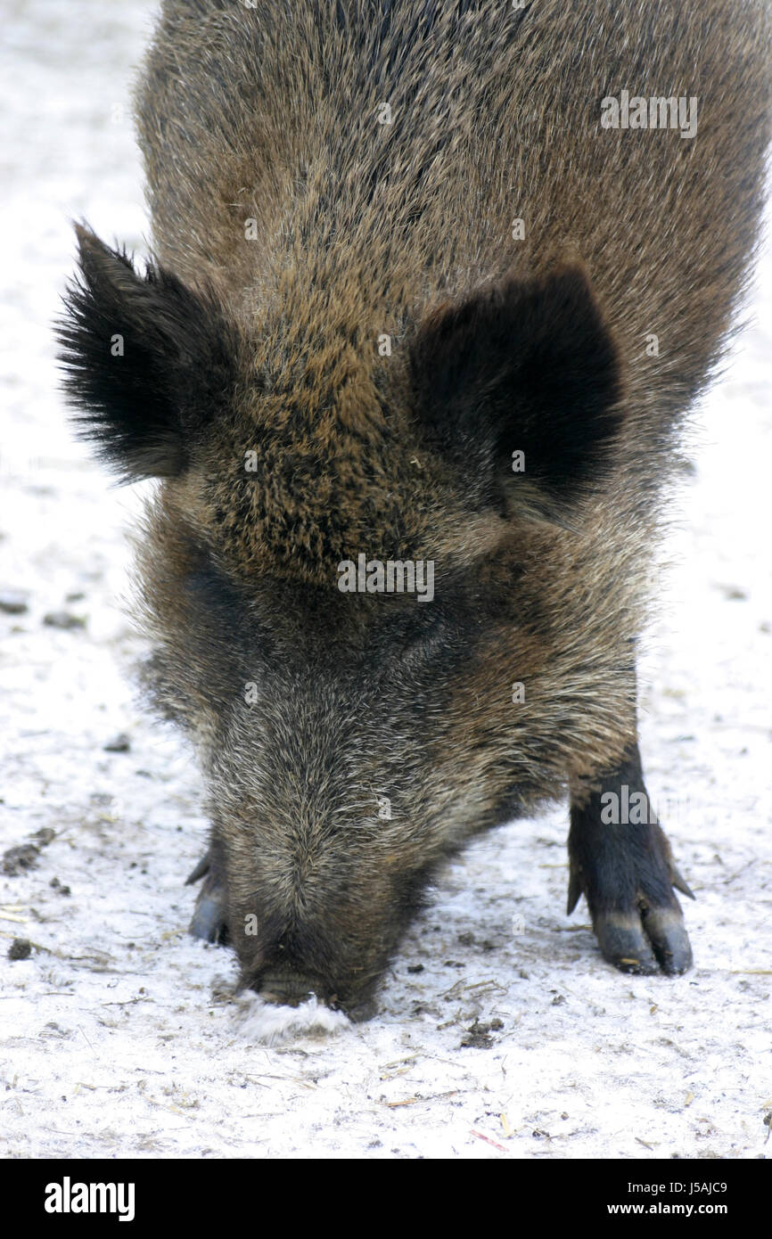 winter mammal wild wild boar pig brooks wild animal dig snow jagdwild ...