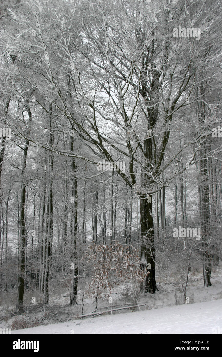 book tree trees winter cold deciduous tree deciduous trees blank ...