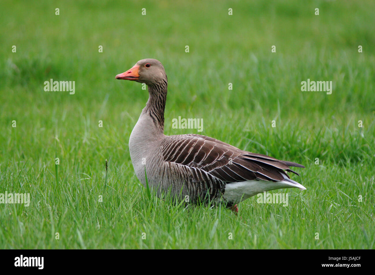 bird animals birds meadows wildlife goose meadow scenery countryside ...