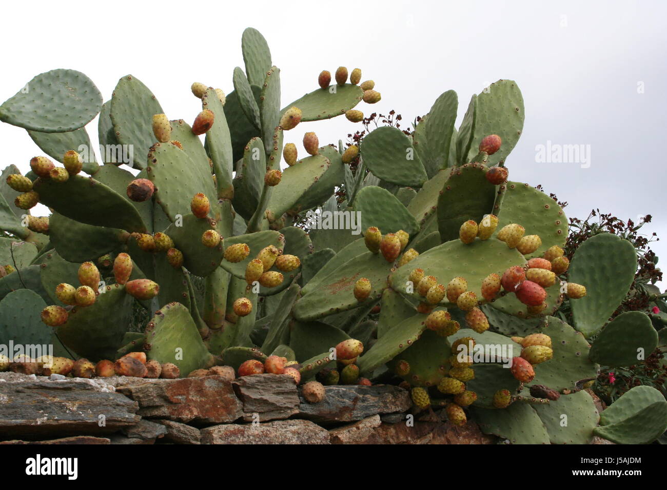 cactus on the stone wall Stock Photo - Alamy