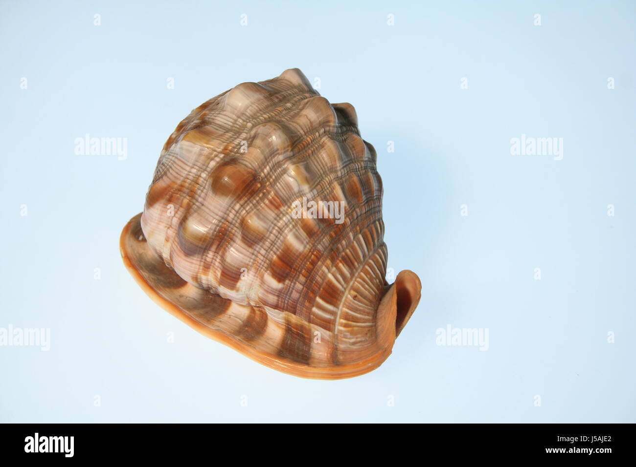 shell noise opening protect protection free putting contactor salt ...