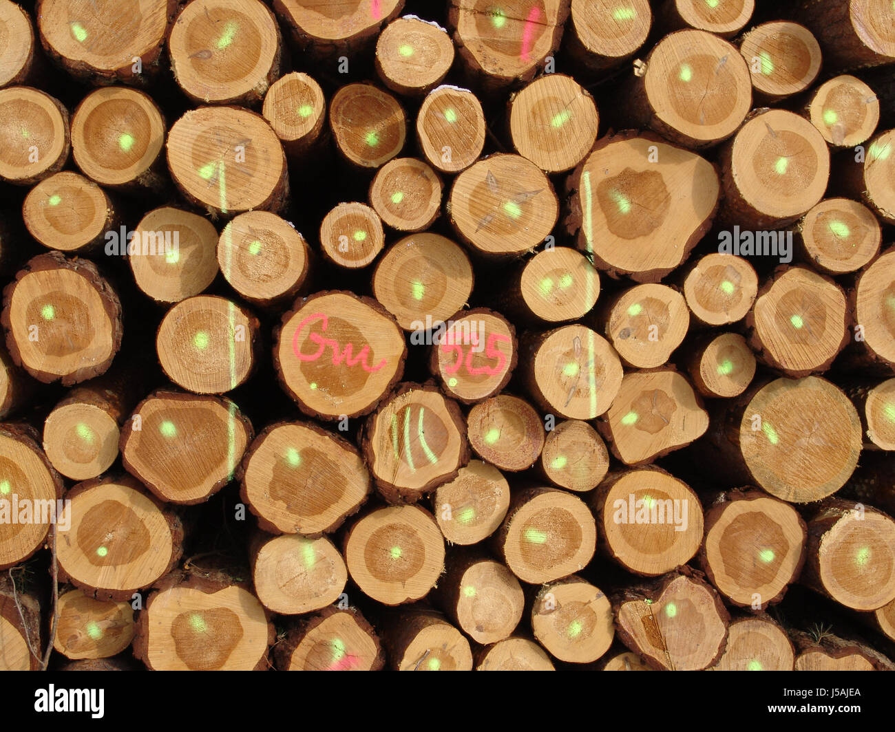 wood tribes timber conifer forest firewood logging forest langholz ...