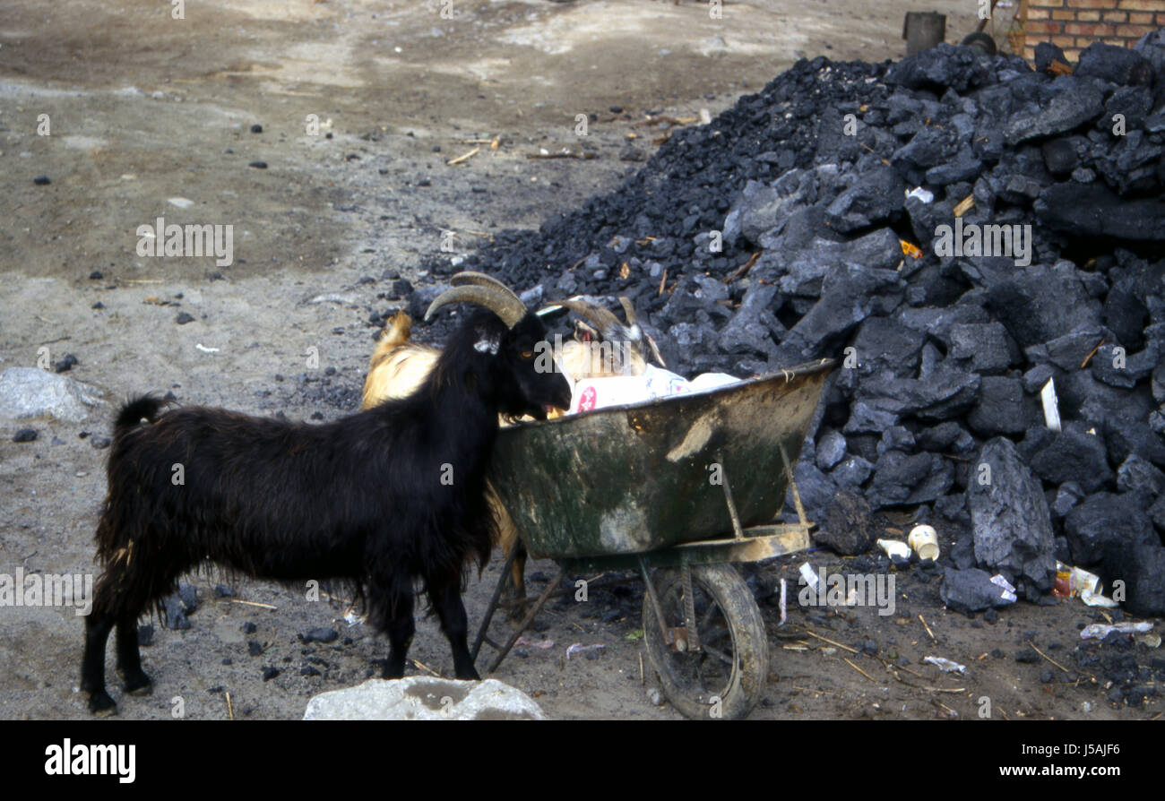 environment enviroment bucolic animal mammal asia goat buck mud to ...