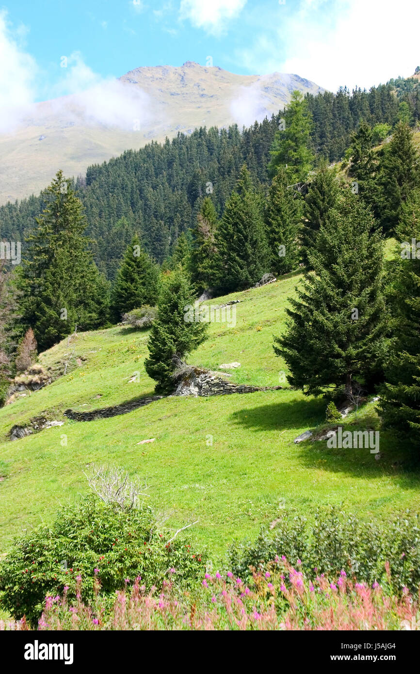 tree trees mountains stone green alps rock valley valais ascent high ...