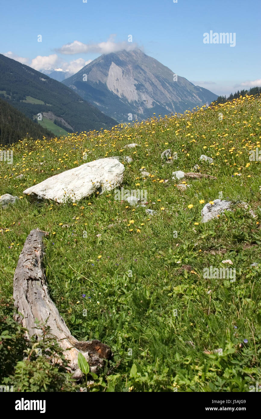 tree trees mountains stone green alps alp switzerland rock valley ...