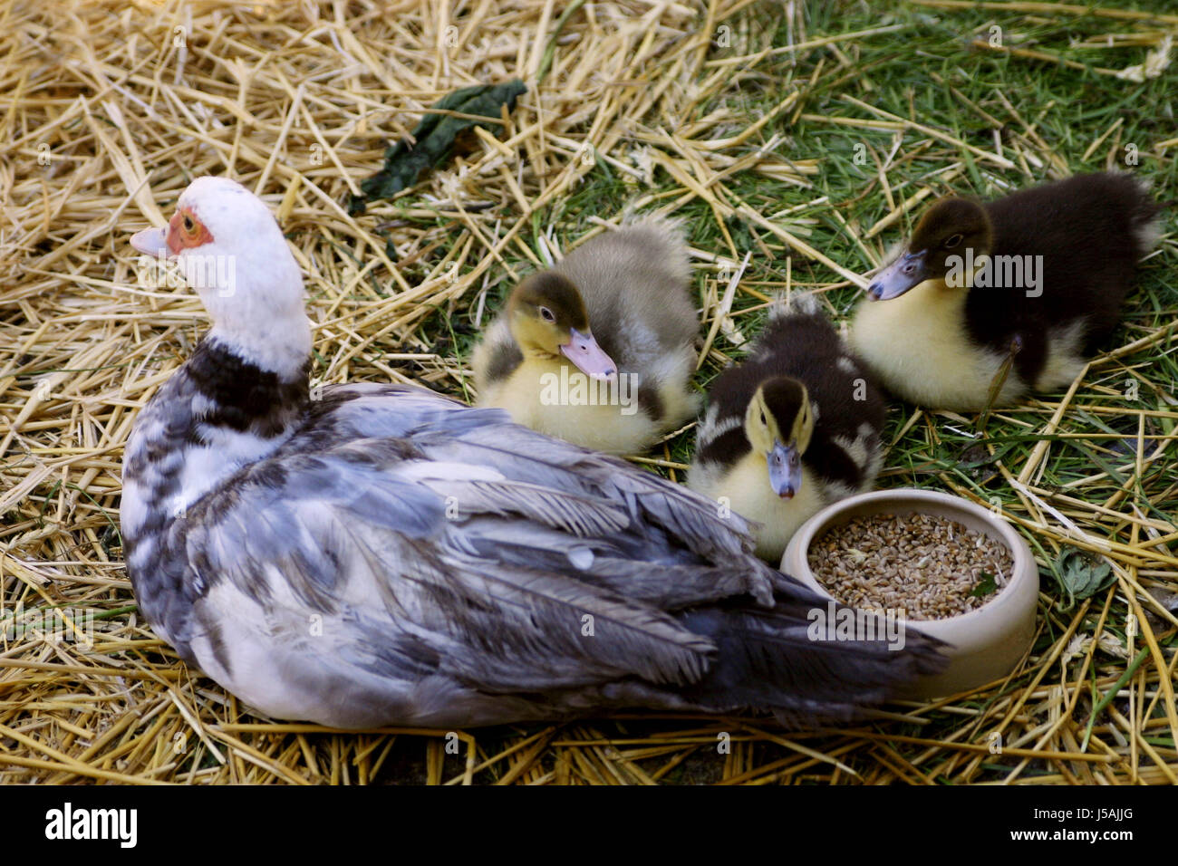 fodder eco bird birds spring ducks duck centre punch poultry hay litter ...