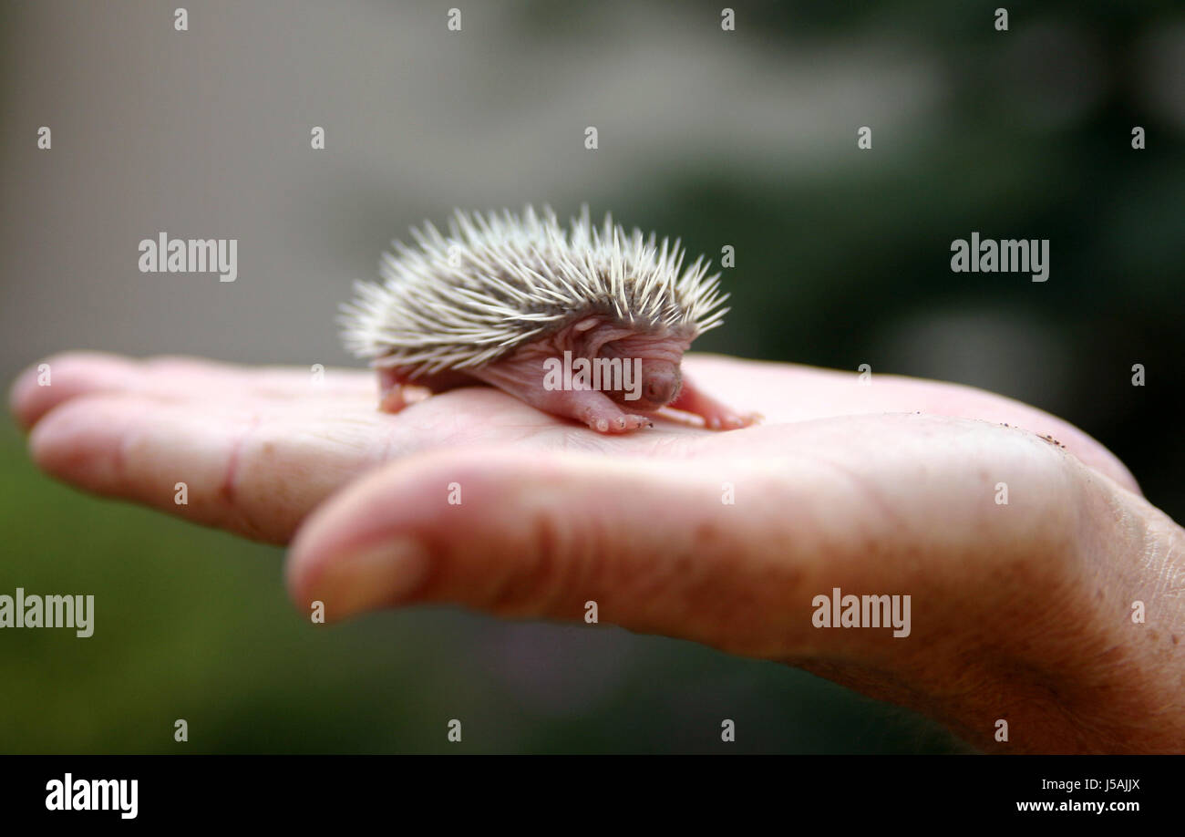 Mammal size comparison hi-res stock photography and images - Alamy