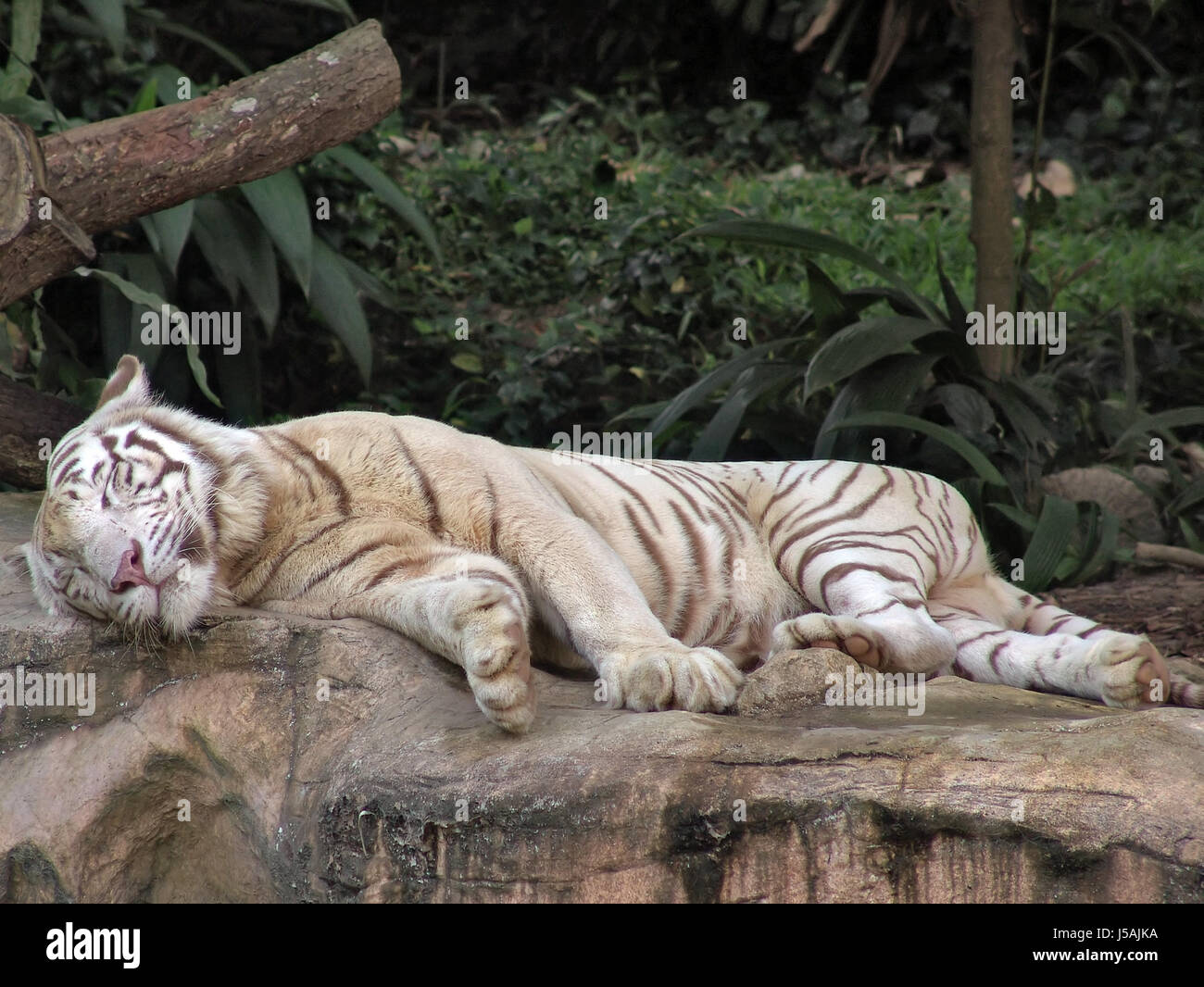 beautiful beauteously nice teeth curious nosey nosy wild animals face ...