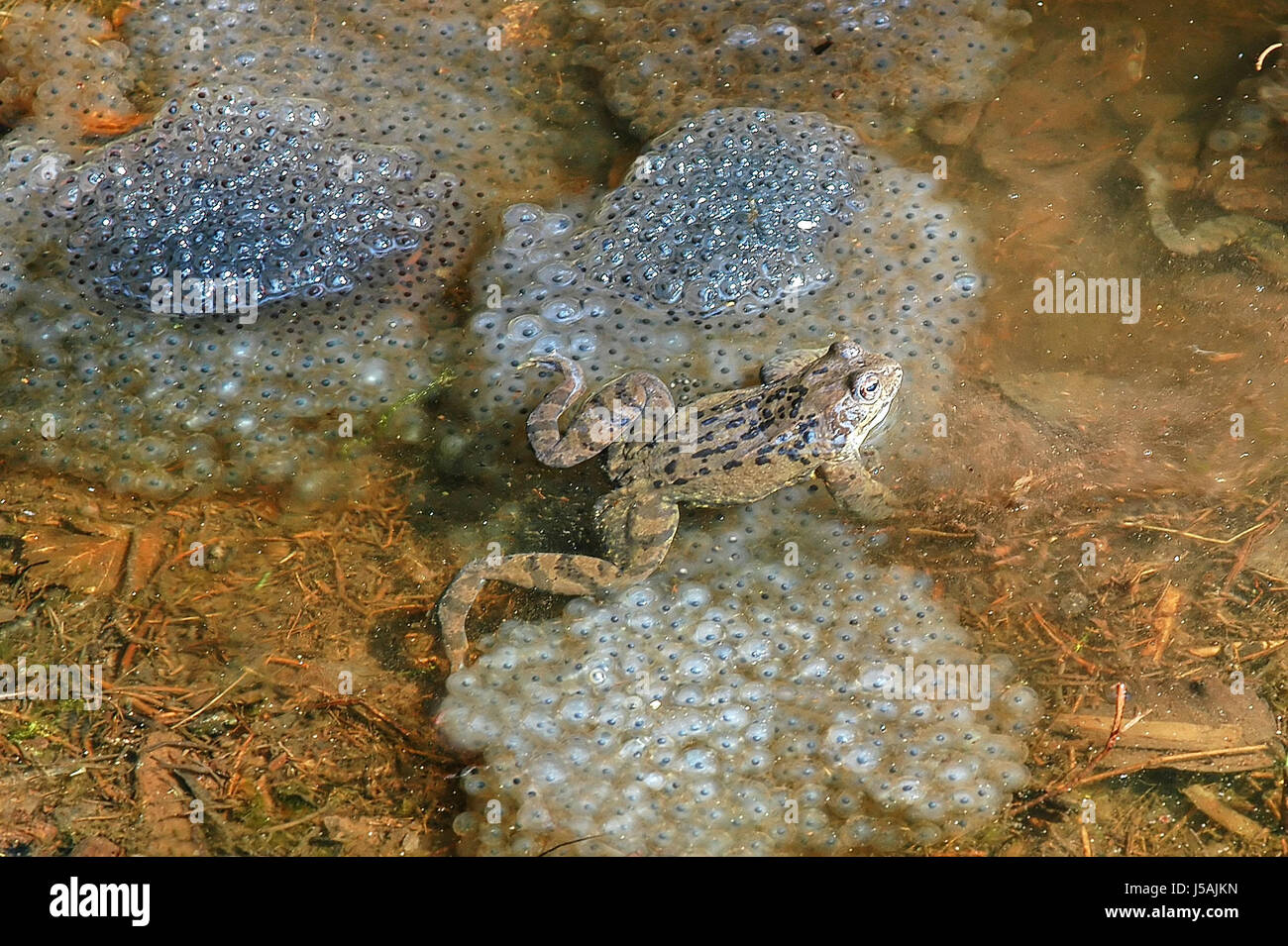 mangy frog disgusting toads greenback tree frog toad frogs eggs spawn ...