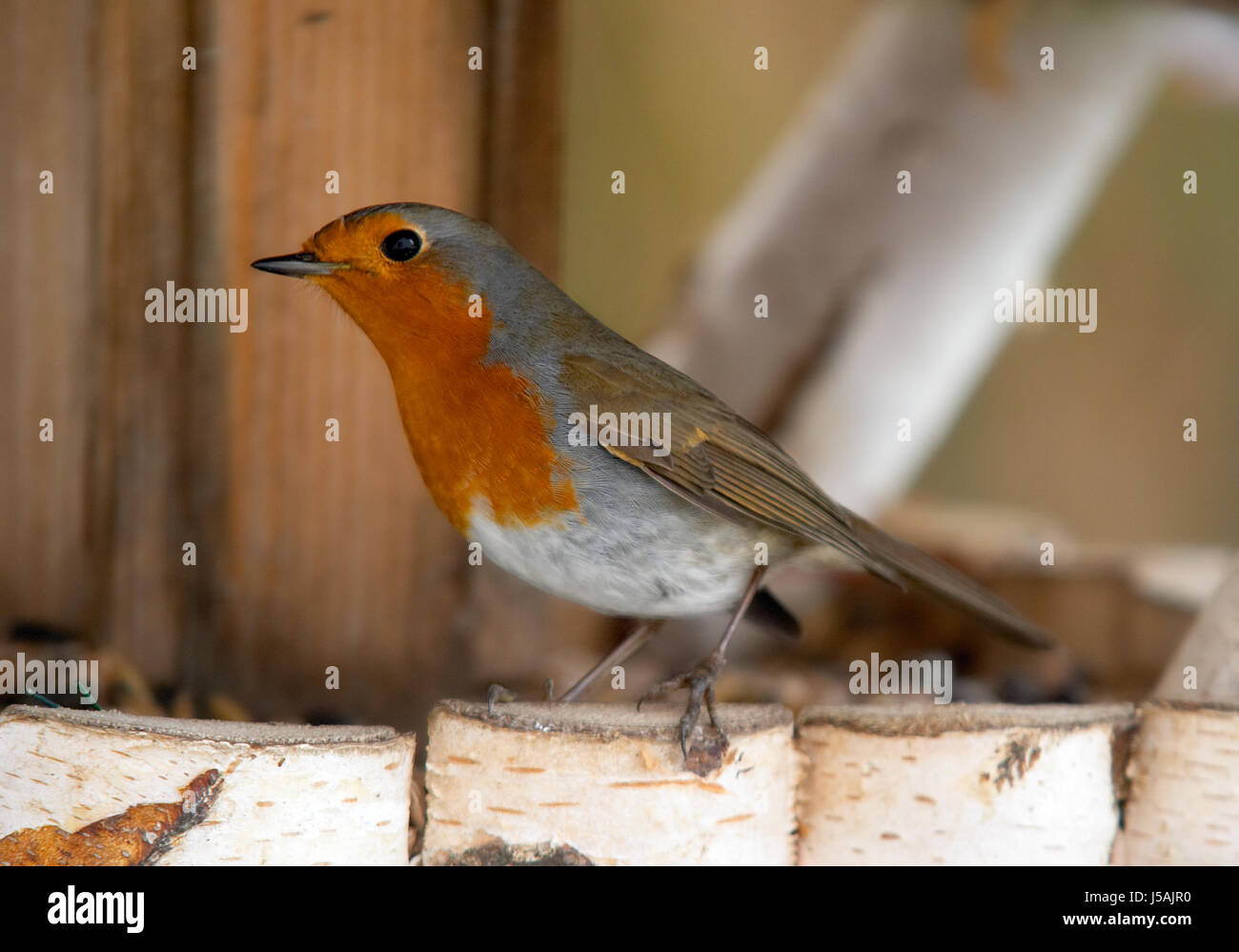 robin in the aviary Stock Photo - Alamy