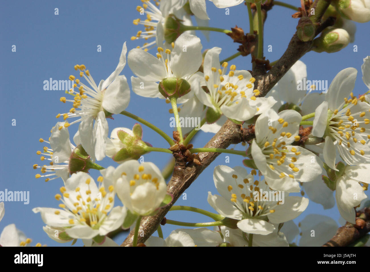 blue tree trees bloom blossom flourish flourishing blank european ...