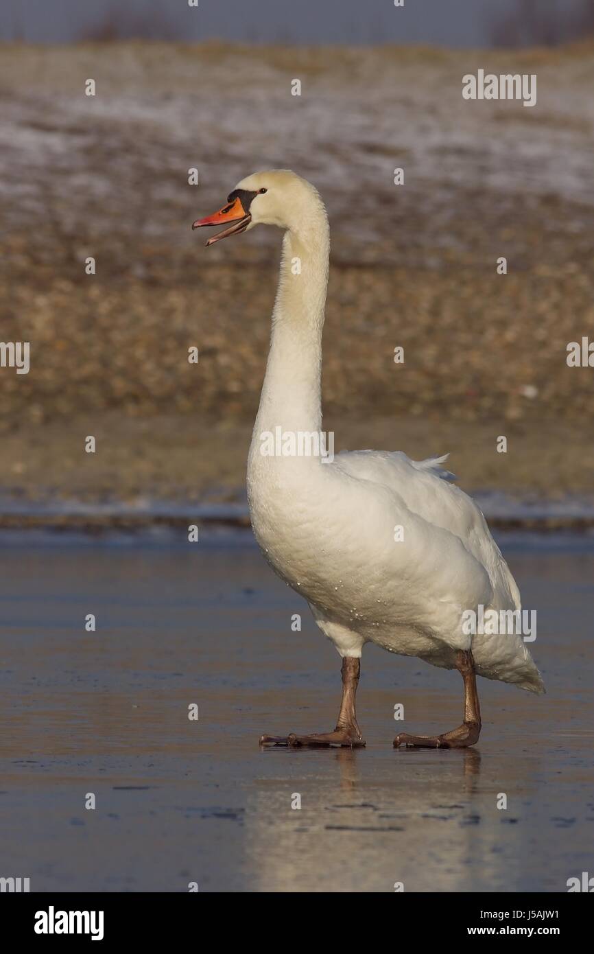 blue winter bird cold elegance swans swan birds ice frost frozen ...