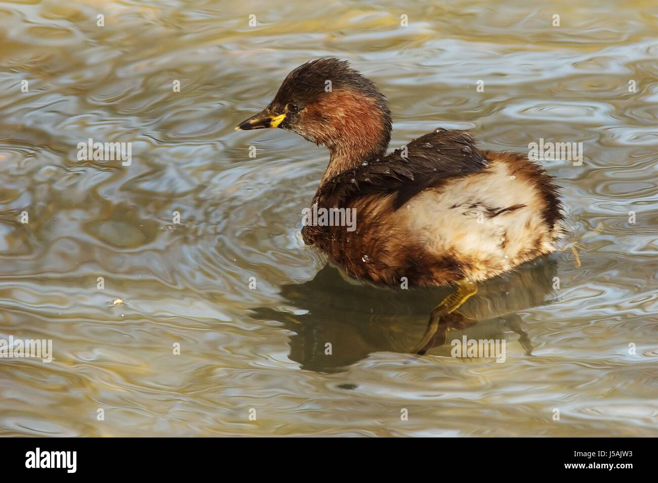Grebe Foot High Resolution Stock Photography and Images - Alamy