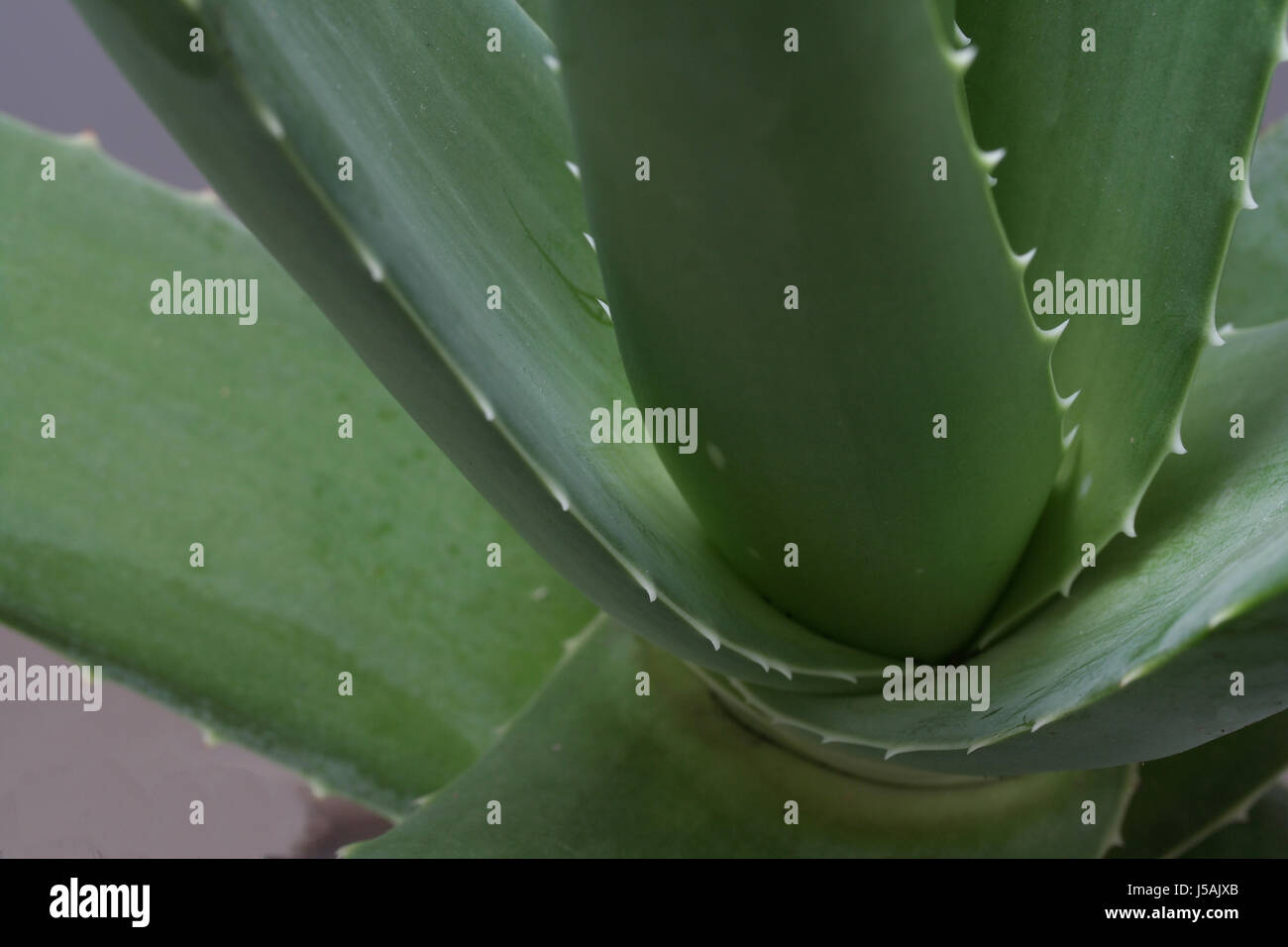 garden skin wellness cure aloe means agent medicine drug remedy ...