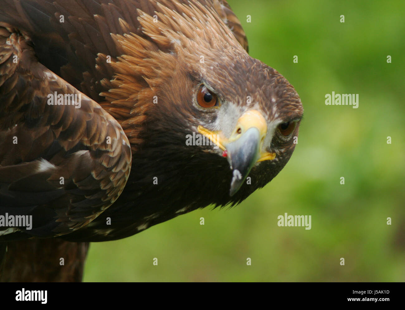 flies animals raptor look glancing see view looking peeking looking at ...