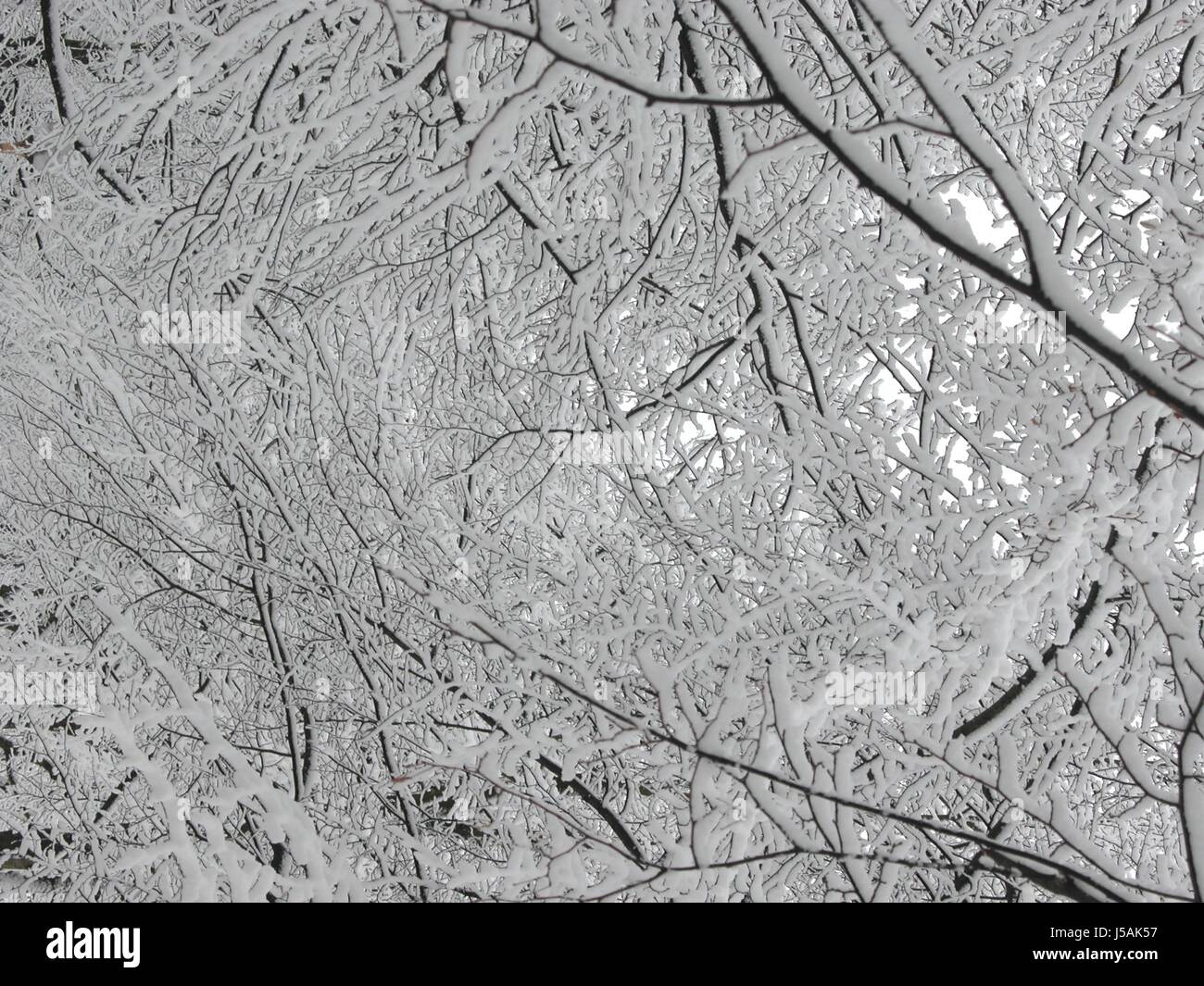snow 1000 branches Stock Photo - Alamy