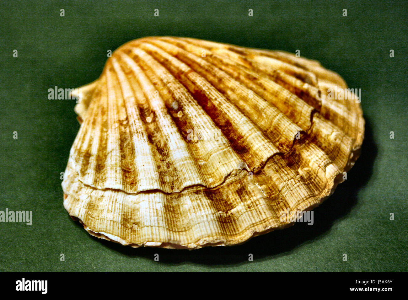 mollusc shell sea animal mollusc shell water mediterranean salt water ...