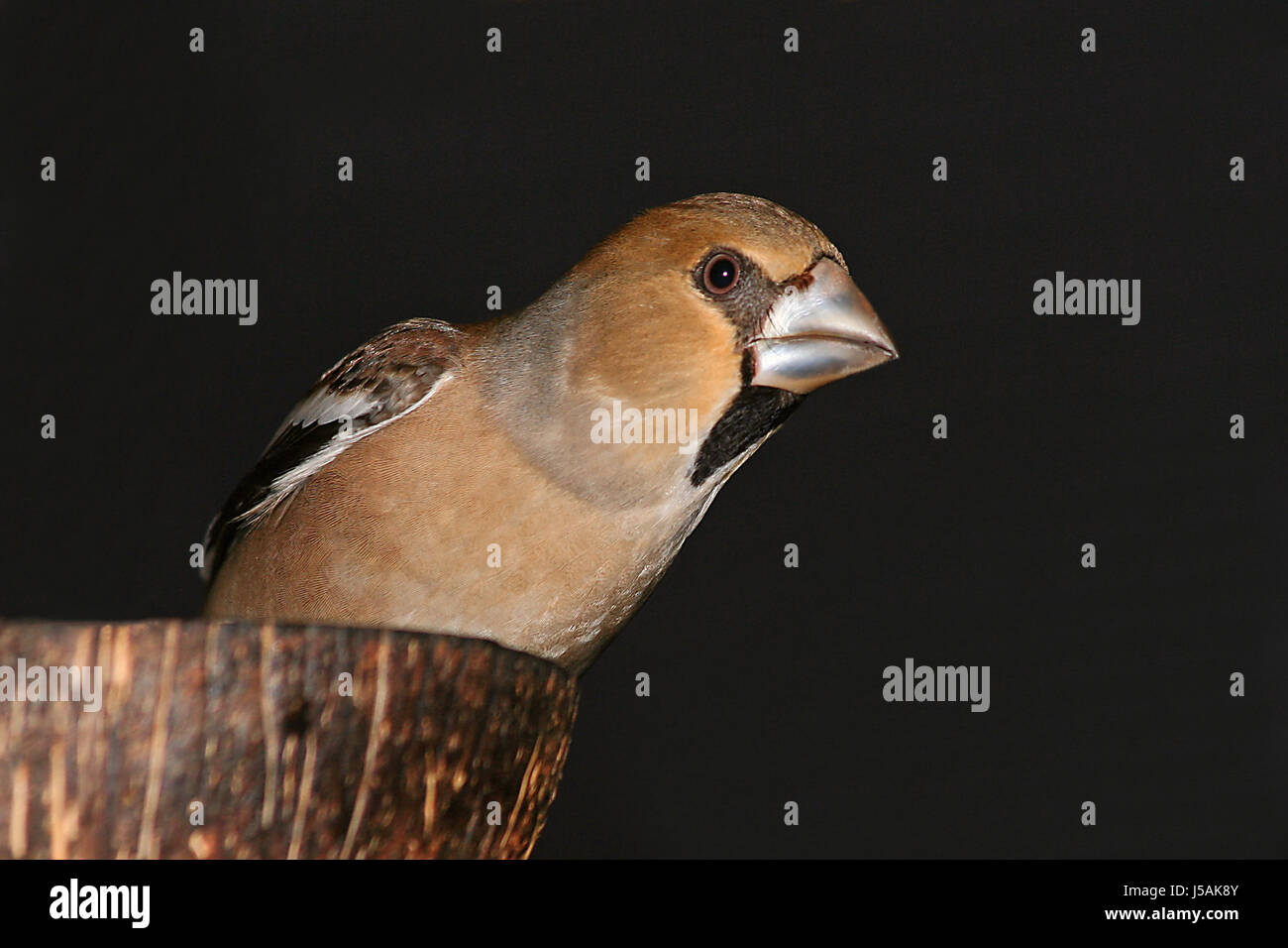 bird animals birds beak careful shy wildlife anxious afraid racked ...
