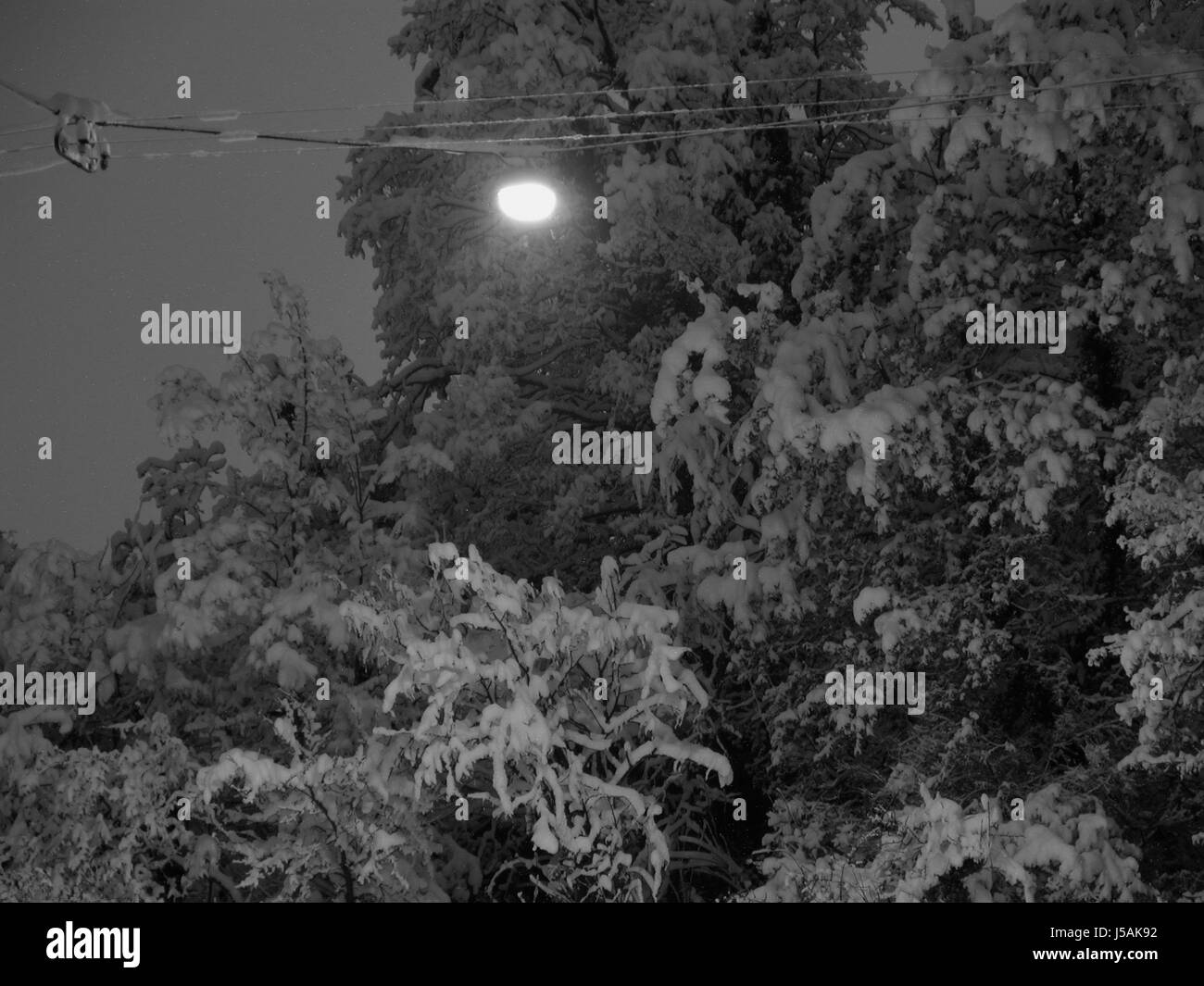 tree winter night nighttime night photograph cold darkness snowy ...